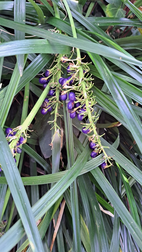 Dwarf Lily-turf from 日本、〒100-0012 東京都千代田区日比谷公園1 on May 10, 2023 at 12: ...