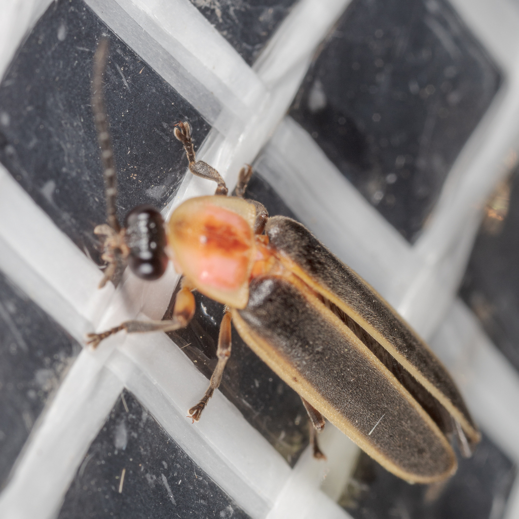 Photinus from Wooten, Austin, TX, USA on May 9, 2023 at 10:08 PM by ...