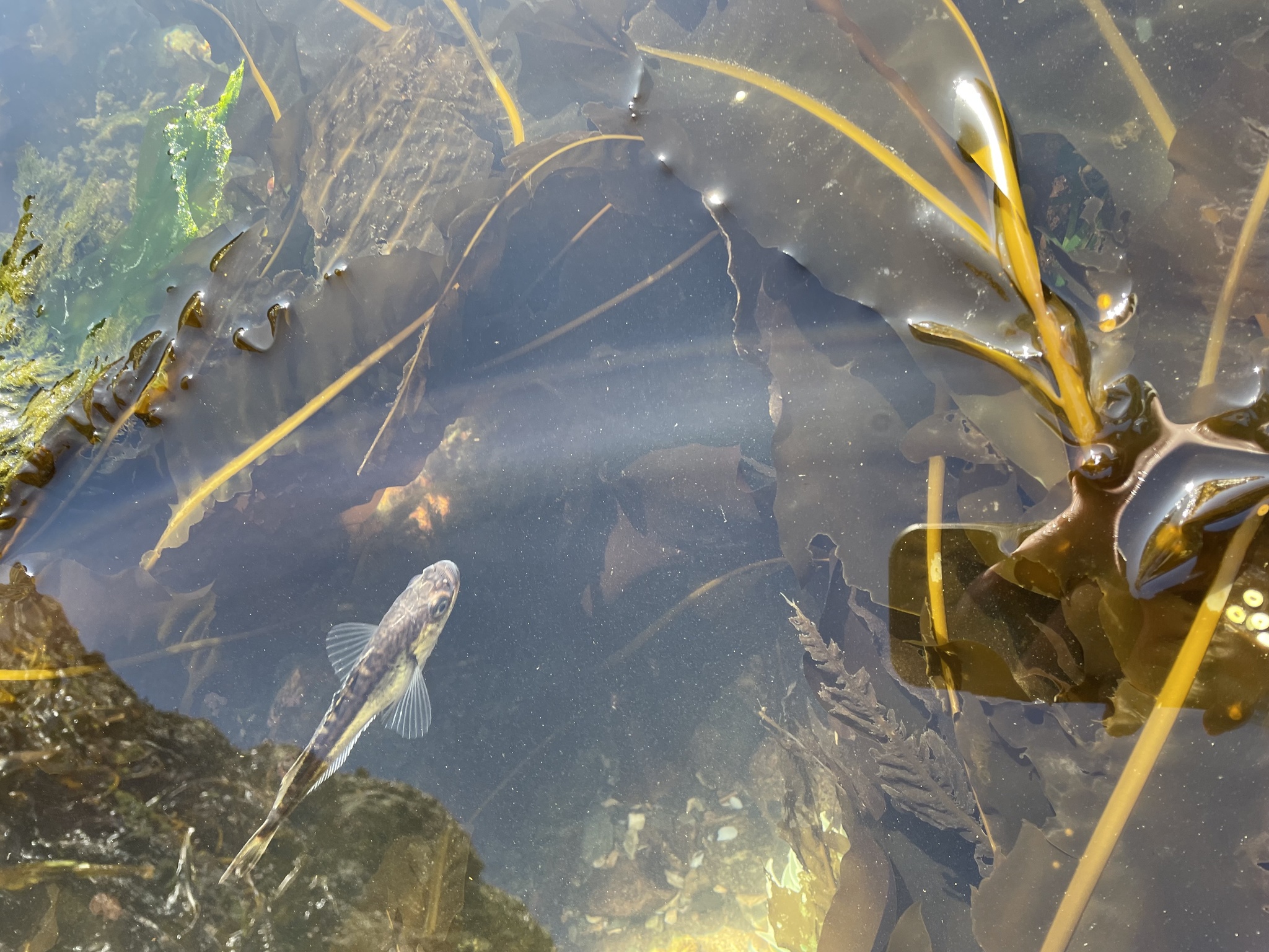 Trichodon trichodon (Tilesius, 1813)