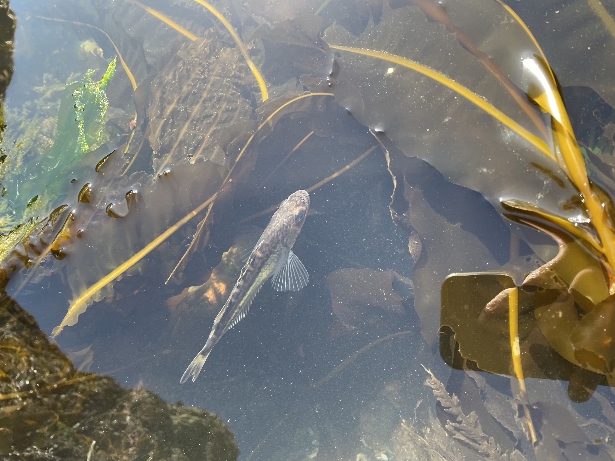 Trichodon trichodon (Tilesius, 1813)