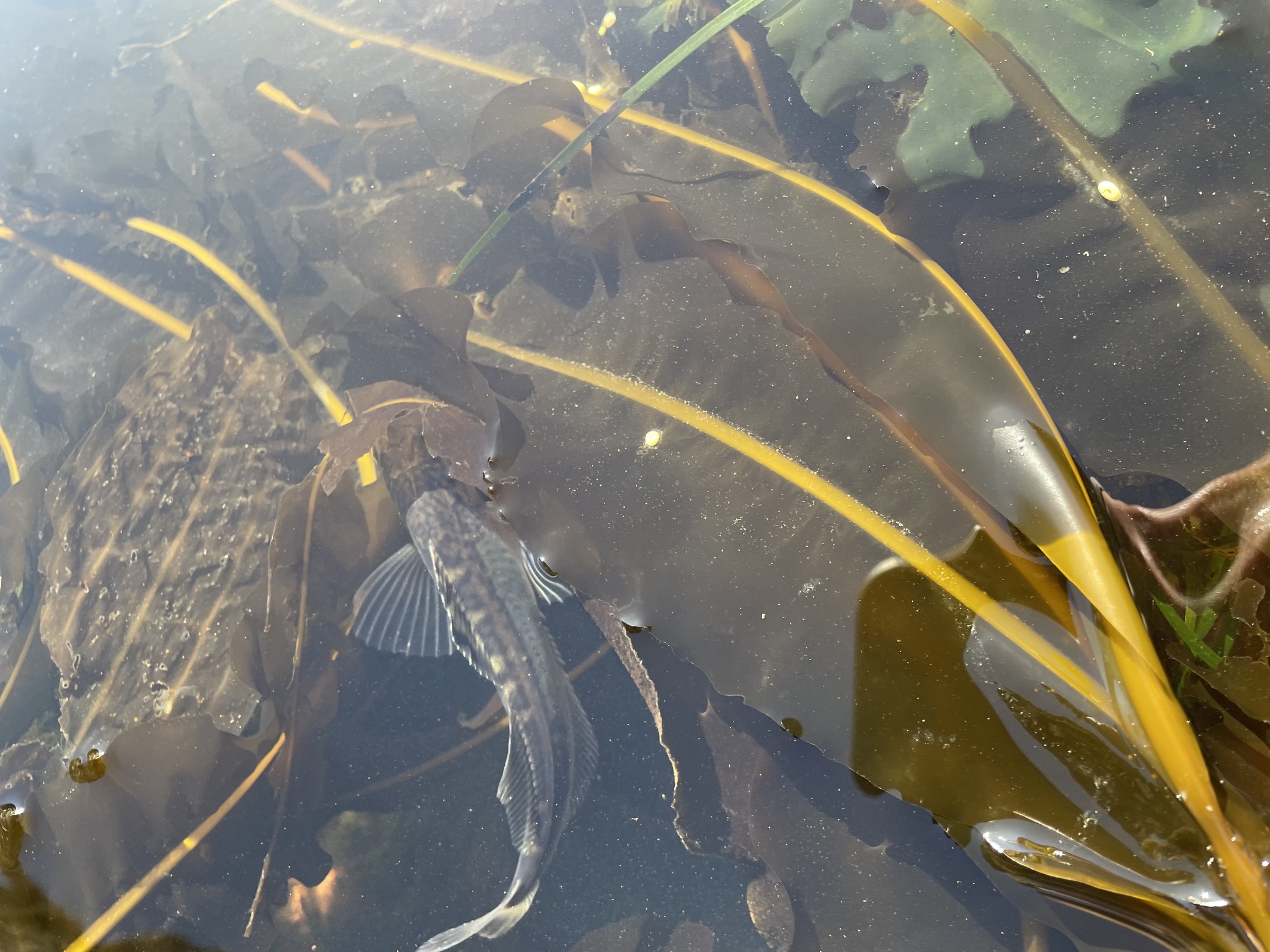 Trichodon trichodon (Tilesius, 1813)