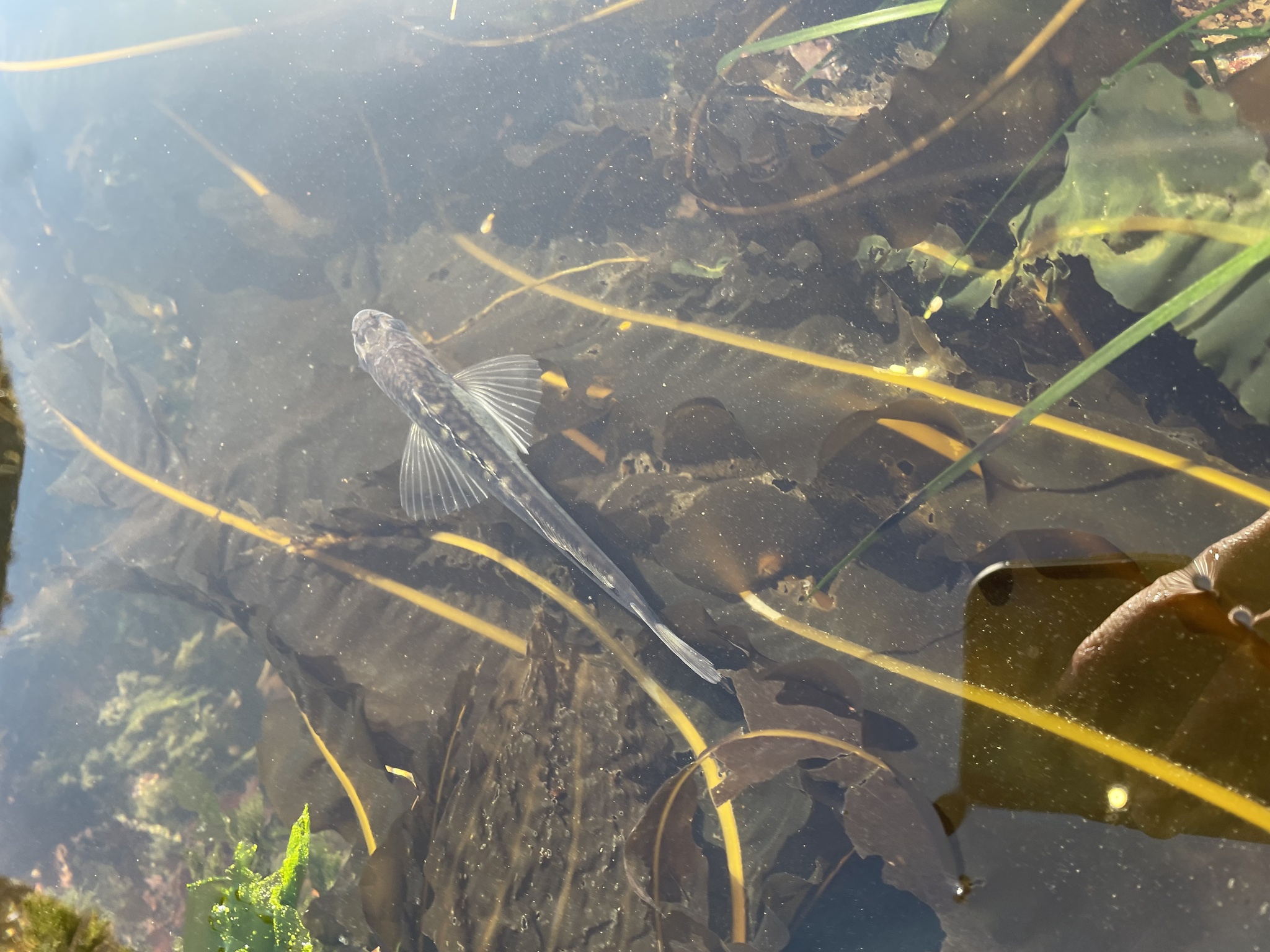 Trichodon trichodon (Tilesius, 1813)