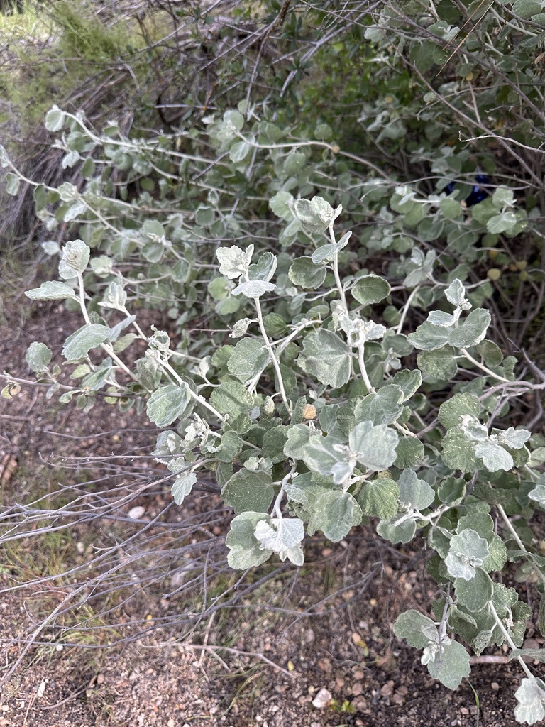fragrant-snow bushmallow from Monterey County, CA, USA on May 5, 2023 ...