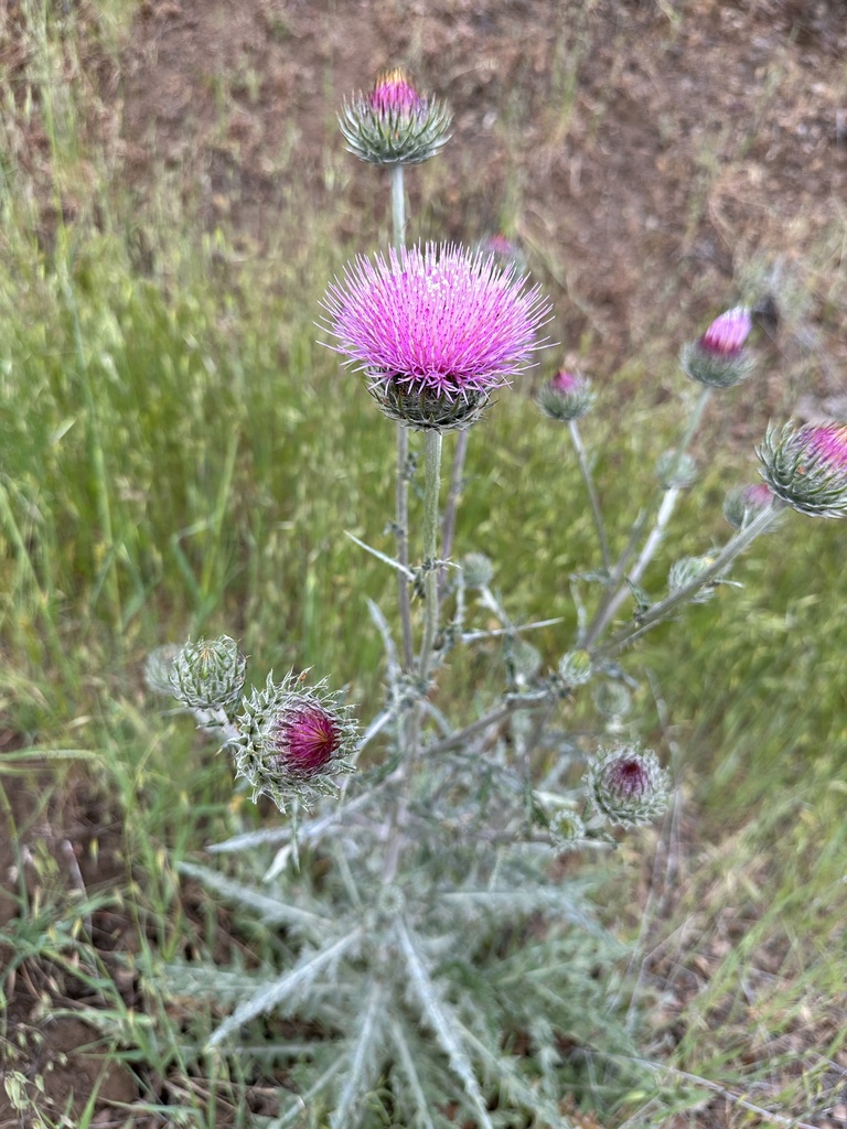 Cobwebby Thistle from Monterey County, CA, USA on May 05, 2023 at 06:09 ...