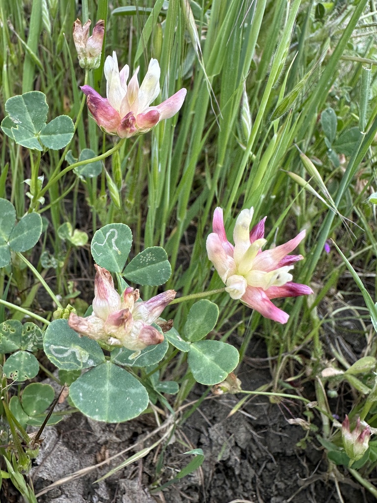 bull clover from Monterey County, CA, USA on May 05, 2023 at 06:15 PM ...