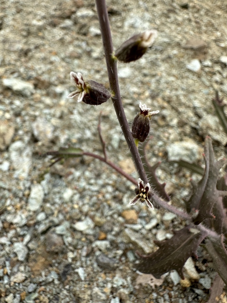 Caulanthus from Monterey County, CA, USA on May 05, 2023 at 06:21 PM by ...