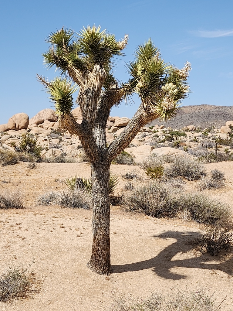 Joshua Tree from Joshua Tree National Park, Riverside County, US-CA, US ...