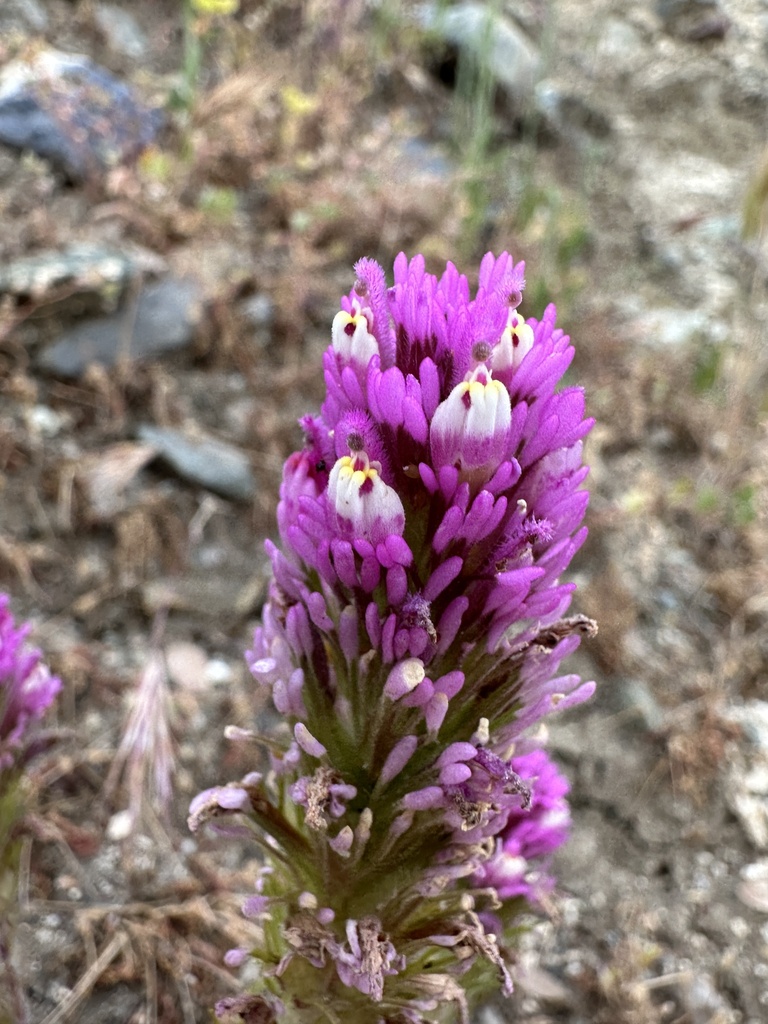 purple owl's-clover from Monterey County, CA, USA on May 05, 2023 at 06 ...