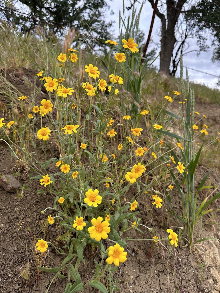 Hillside Daisies from Monterey County, CA, USA on May 05, 2023 at 06:41 ...