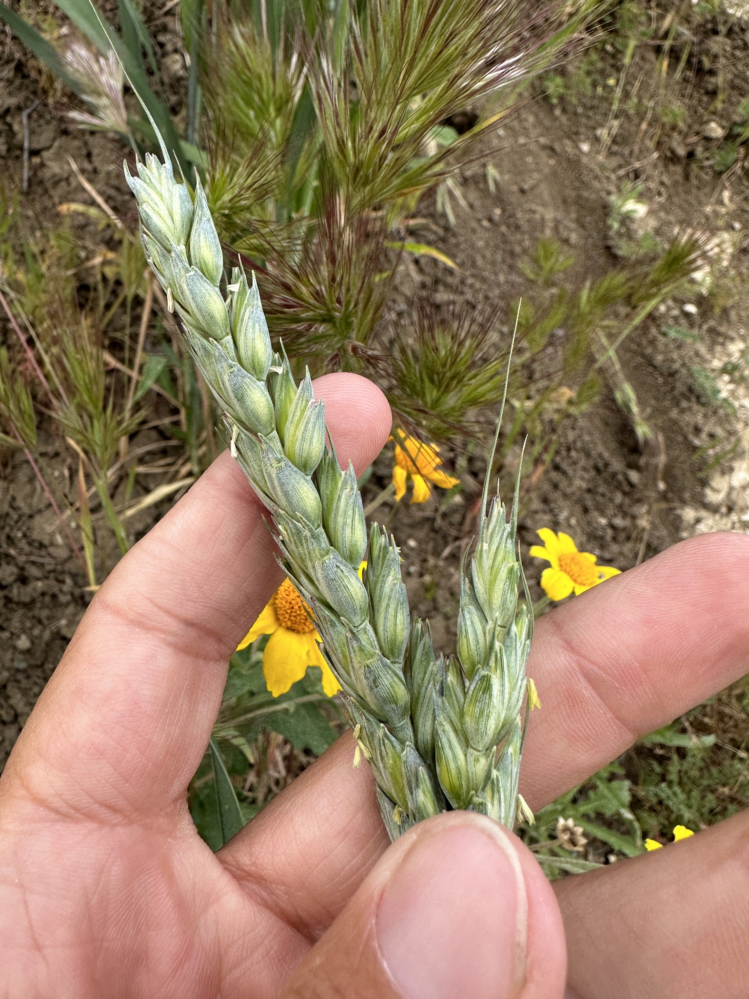 Triticum aestivum L.