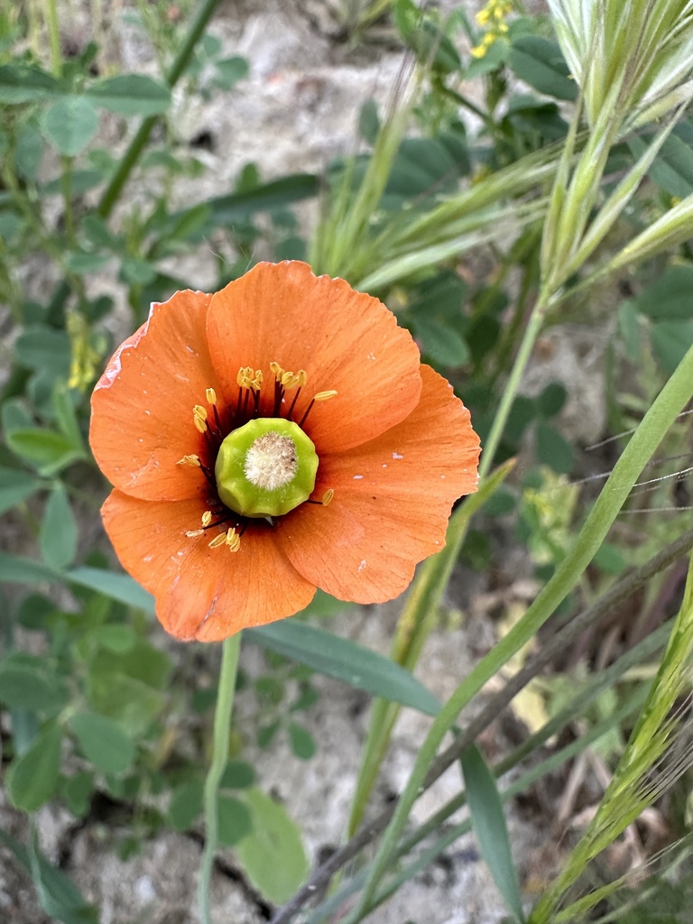wind poppy from San Luis Obispo County, CA, USA on May 05, 2023 at 07: ...