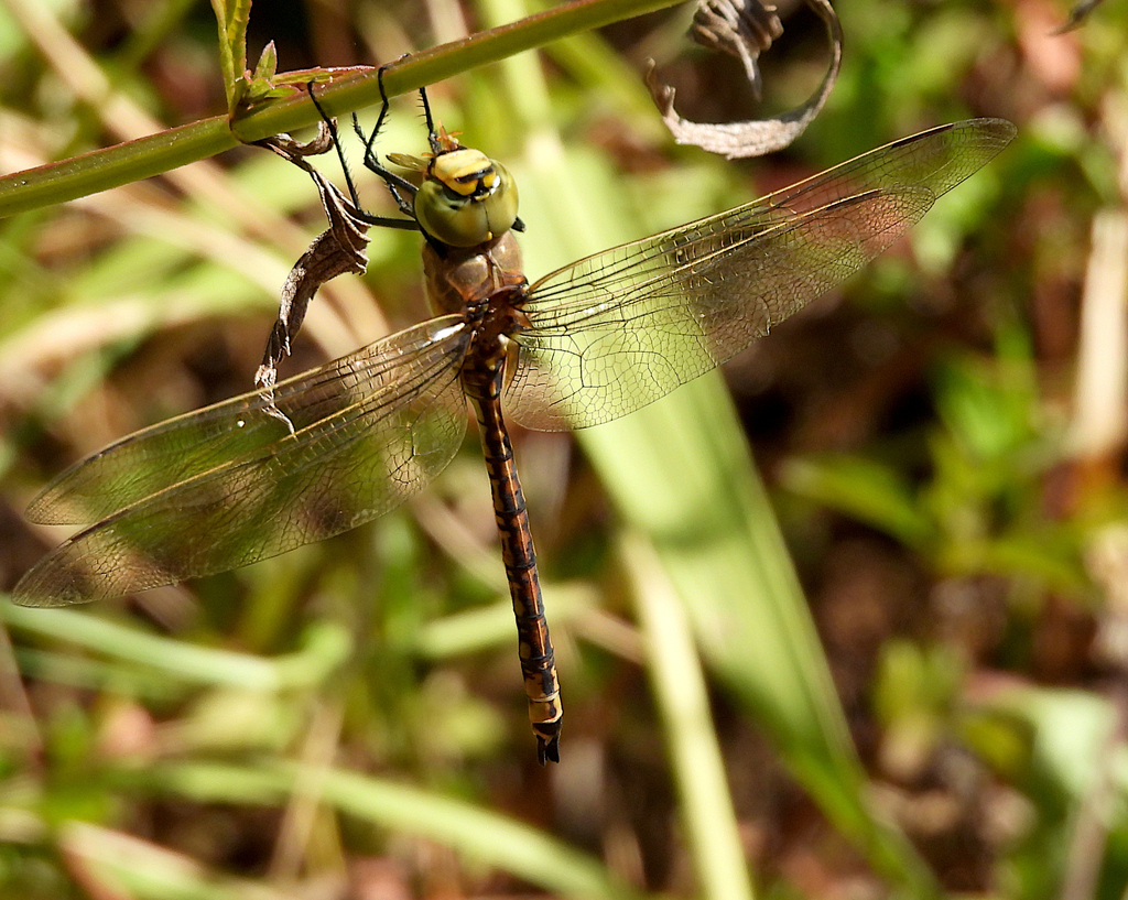 Australian Emperor from South Pine River, Brisbane QLD, Australia on ...