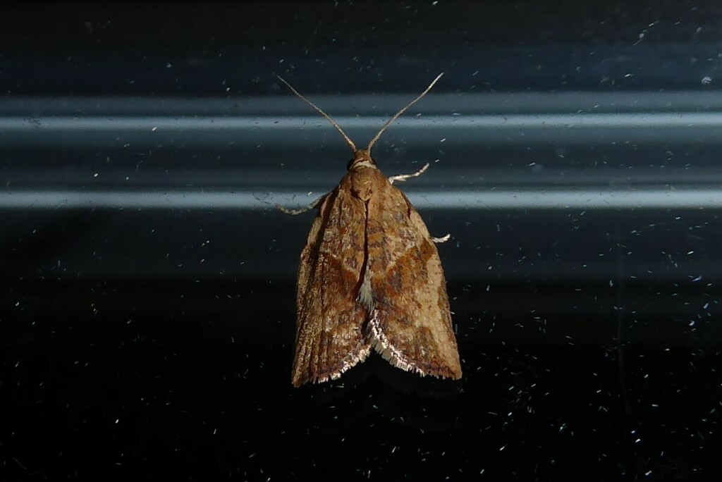 Light Brown Apple Moth from Waikouaiti, New Zealand on April 28, 2023 ...