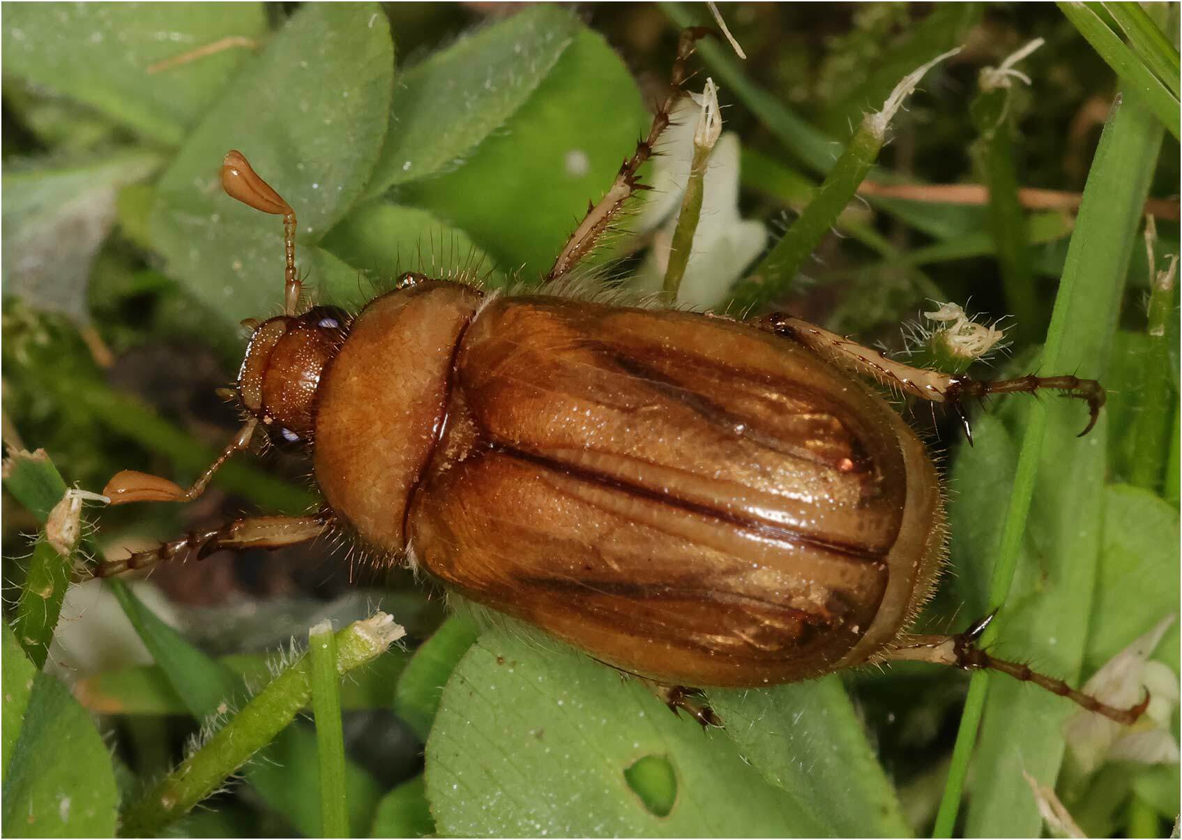 Amphimallon solstitiale (Linnaeus, 1758)