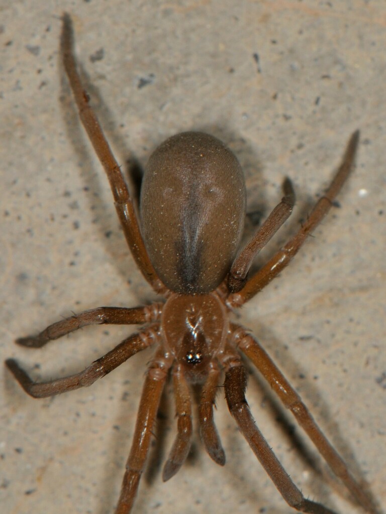 Arizona black hole spider in May 2023 by Elliott Gordon · iNaturalist