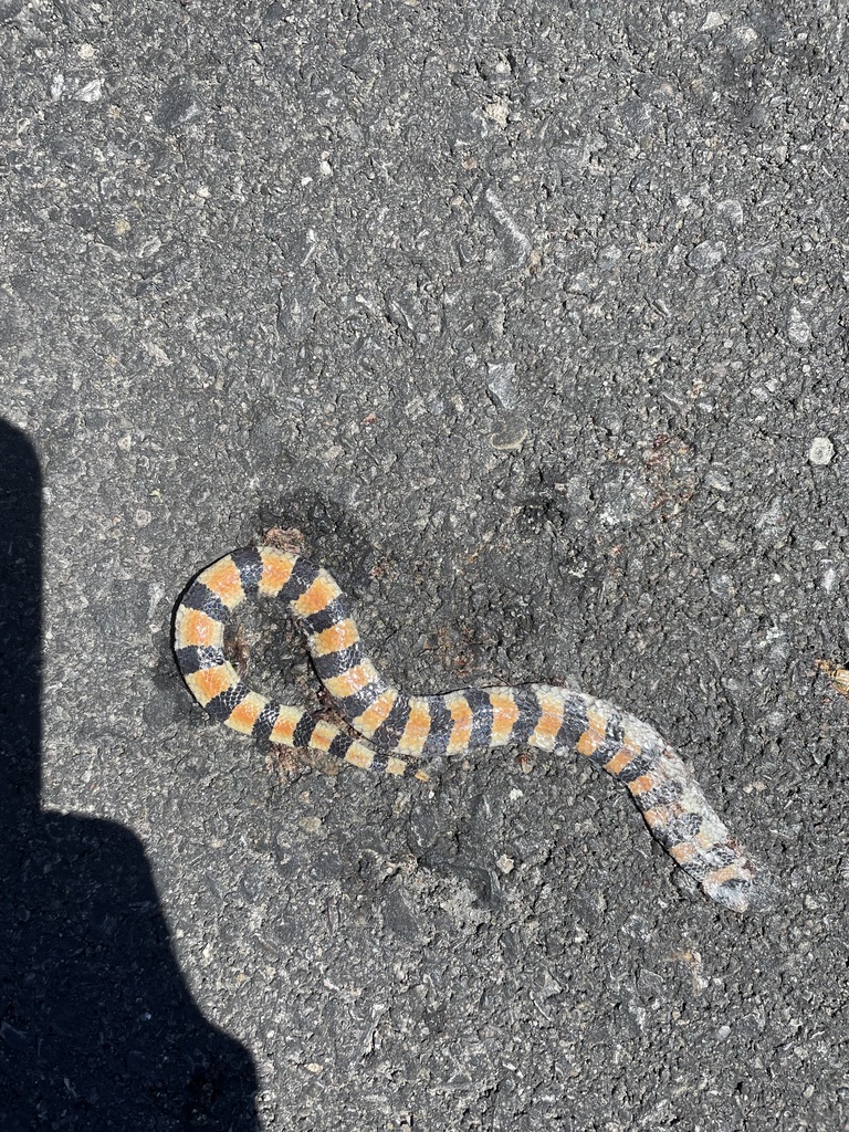 Banded Sand Snake from N Christie Dr, Tucson, AZ, US on May 9, 2023 at ...
