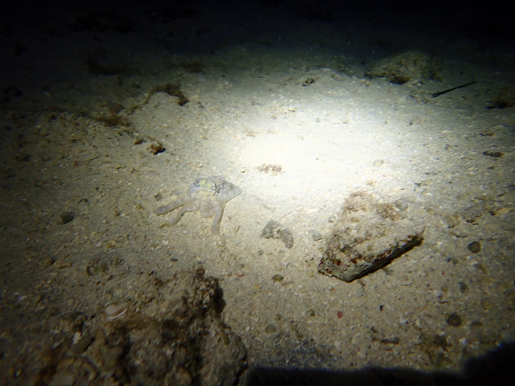 Day Octopus from Guam, 66010 on May 6, 2023 at 07:56 PM by Olivia Bañez ...