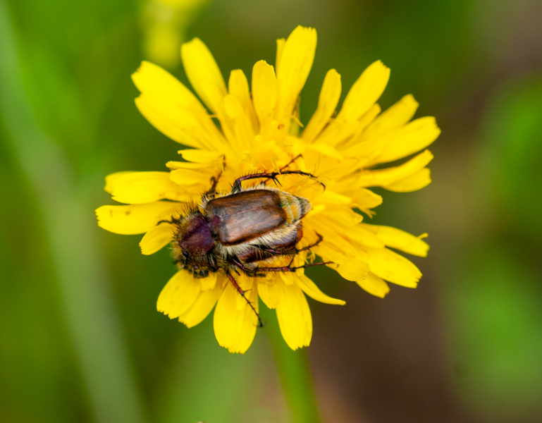 Bumble Bee Scarab Beetles from Sıçan Deresi, Siirt, Türkiye on May 1 ...