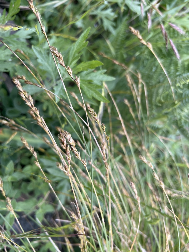 foothill sedge in May 2023 by Susan Fawcett · iNaturalist