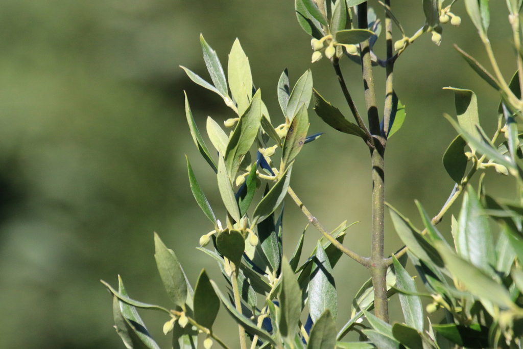 southern sassafras from Sarah Island, Southwest TAS 7139, Australia on ...