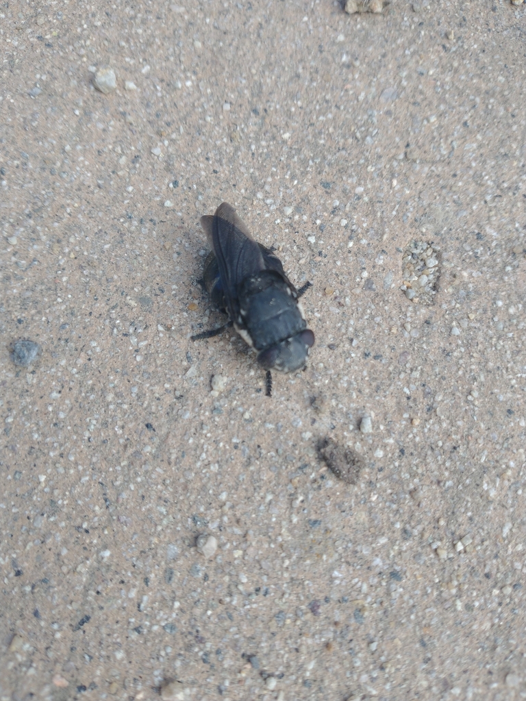 Mouse Bot Fly from San Diego, CA 92119, USA on May 1, 2023 at 03:35 PM ...