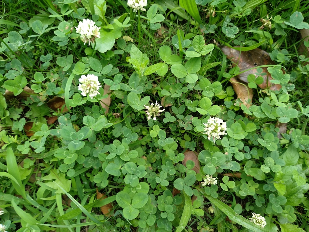 white clover from Tokyo on July 13, 2019 at 10:34 AM by Wilhelm Joshua ...
