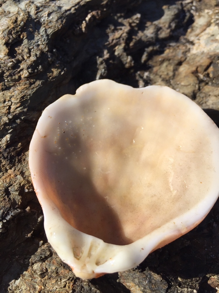 Spondylus tenellus from Bongil Bongil National Park, Bundagen, NSW, AU ...