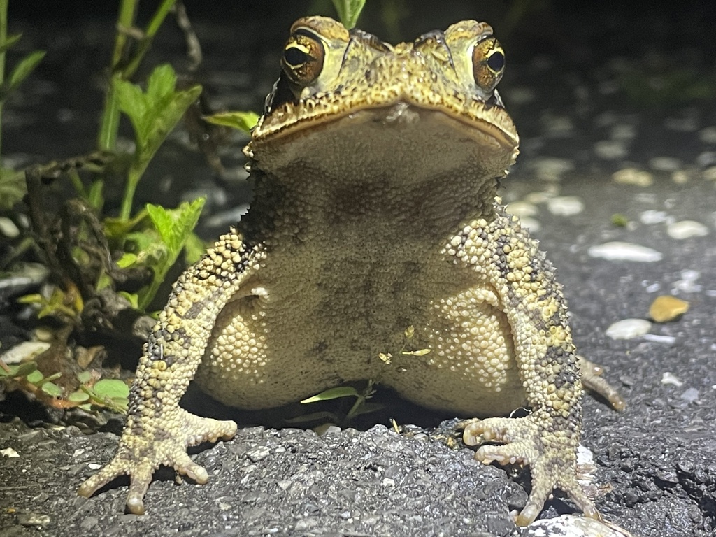 Gulf Coast Toad in May 2023 by dakotahhenn · iNaturalist United Kingdom