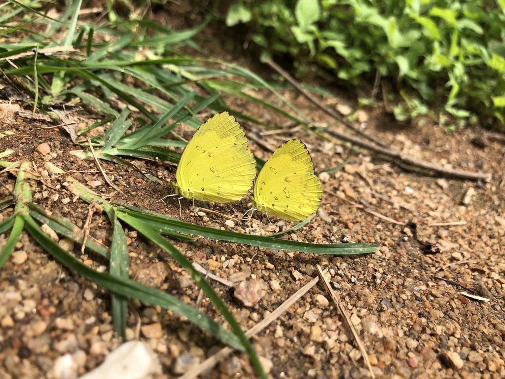 Three-spotted Grass Yellow from Centre for Learning (CFL ...