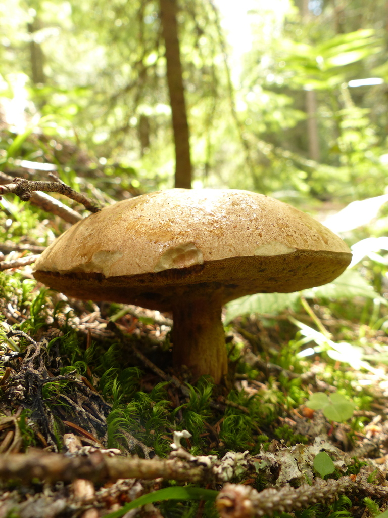 Bitter Beech Bolete from Jošanička Banja, Serbia on September 4, 2020 ...