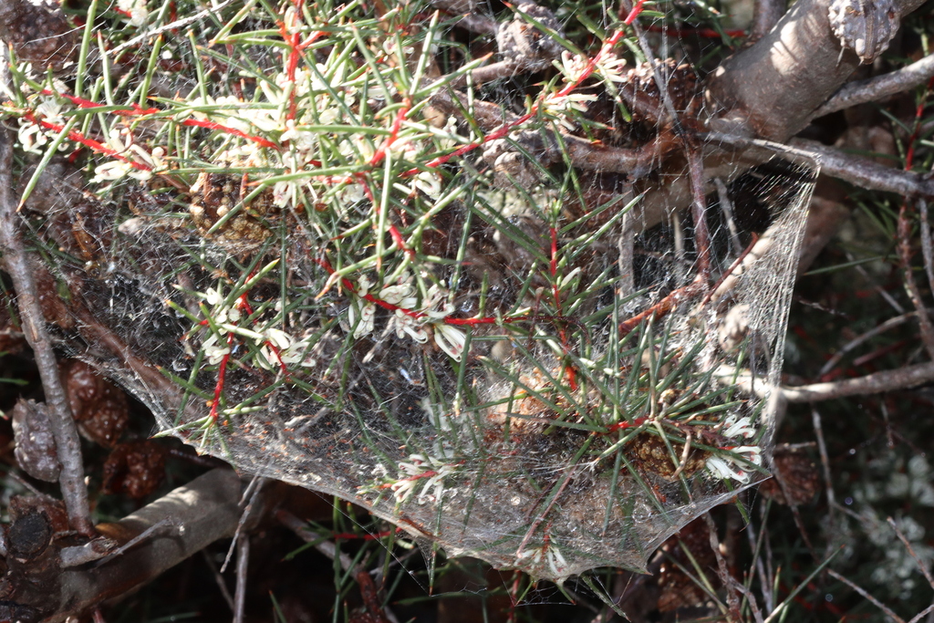 Spiders from Big Hill VIC 3555, Australia on May 06, 2023 at 10:45 AM ...