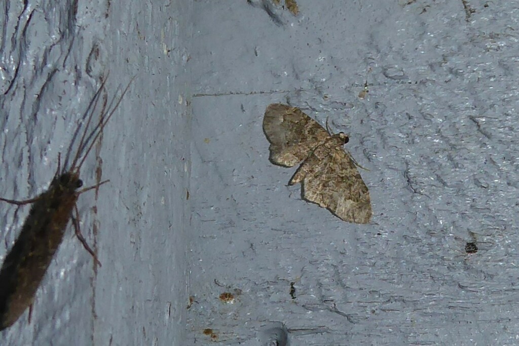 Pug Moths & Allies from Waikouaiti, New Zealand on April 28, 2023 at 11 ...