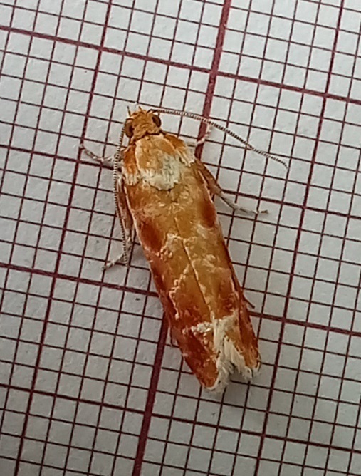 Pine Tip Moths from Escola Secundária José Gomes Ferreira on May 10 ...