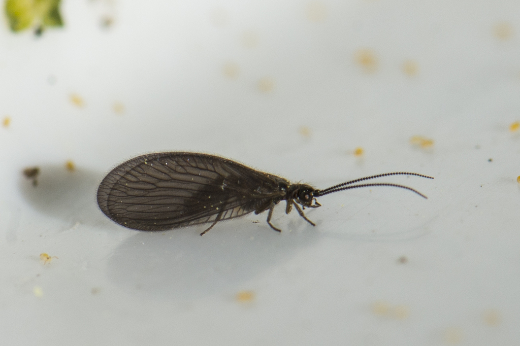 Black Spongillafly from 4160 Herlufmagle, Danmark on May 05, 2018 at 09 ...