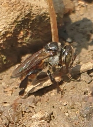 Lepidotrigona from CW7C+484, Chiang Dao, Chiang Dao District, Chiang ...