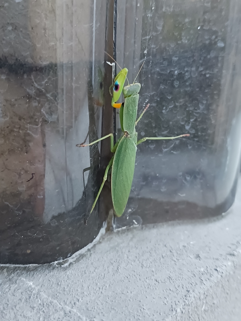 New Zealand Mantis in May 2023 by Richard Smale · iNaturalist