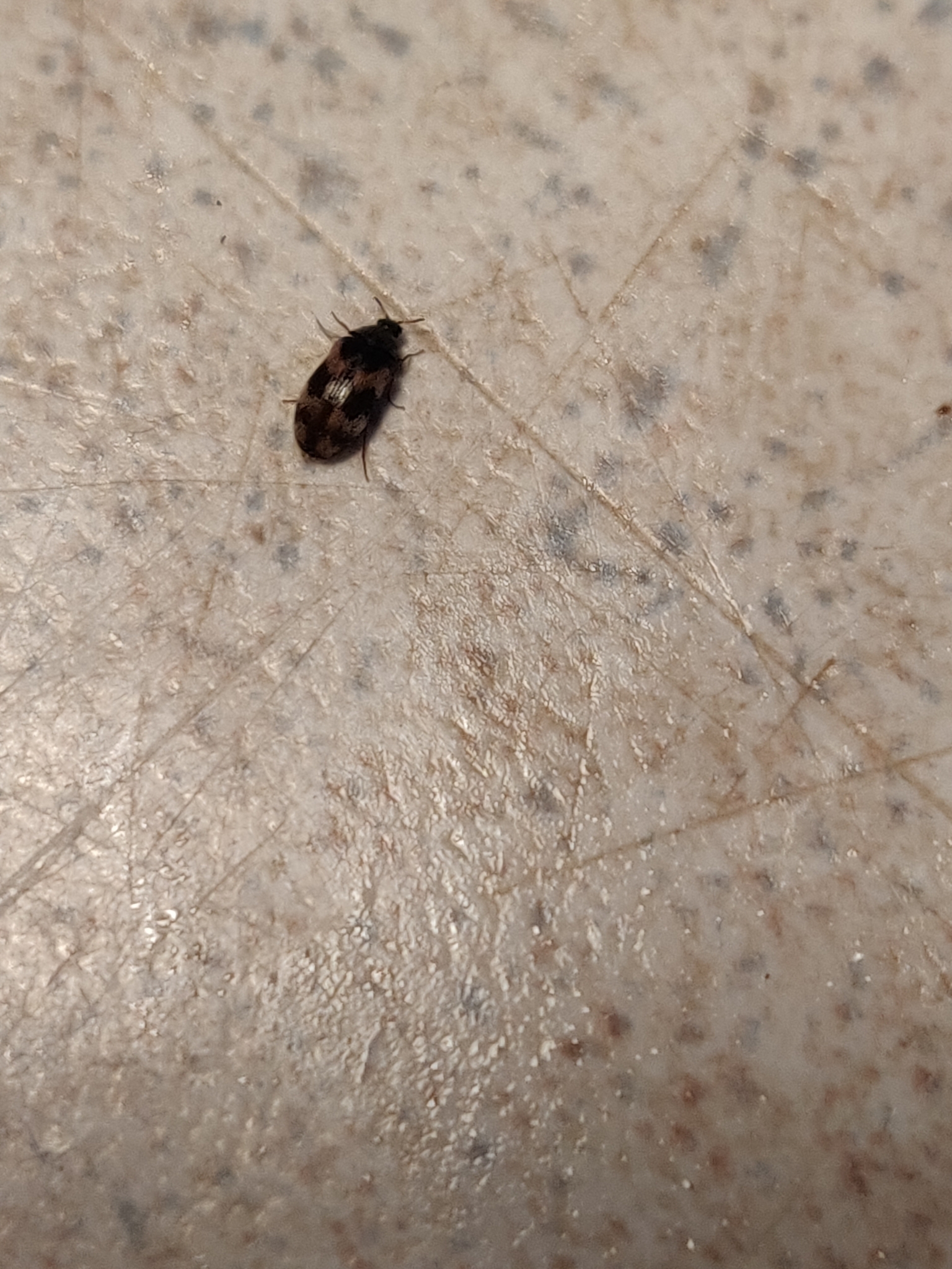 Trogoderma angustum (Solier, 1849)