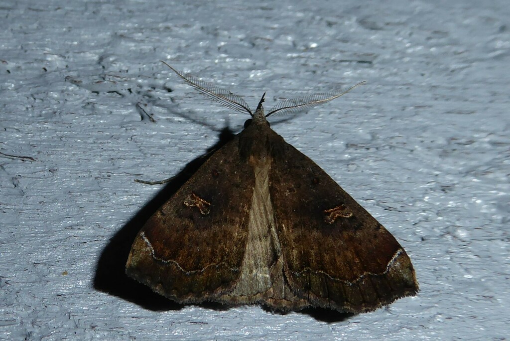 Slender owlet moth from 83 Beach Street, Waikouaiti 9510, New Zealand ...