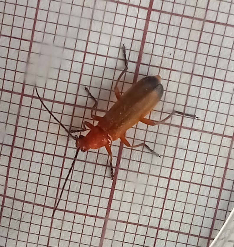 Common Red Soldier Beetle from Escola Secundária José Gomes Ferreira on ...