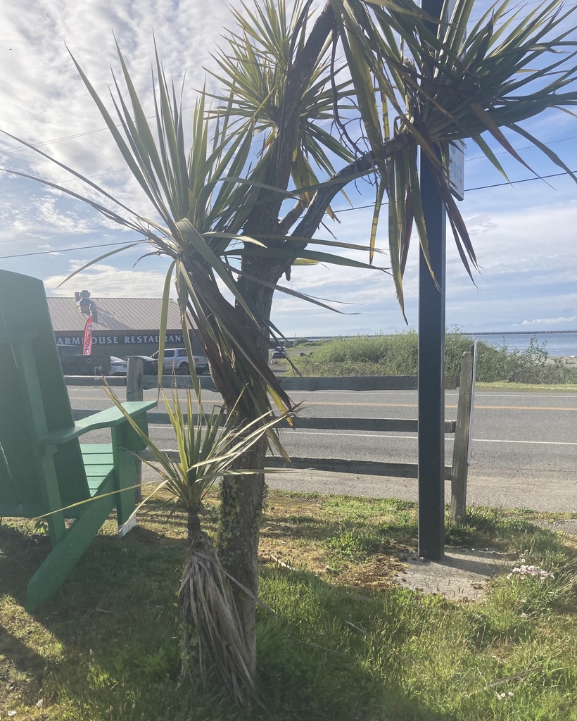 New Zealand cabbage tree from Holden Creek Ave, Neah Bay, WA, US on May ...