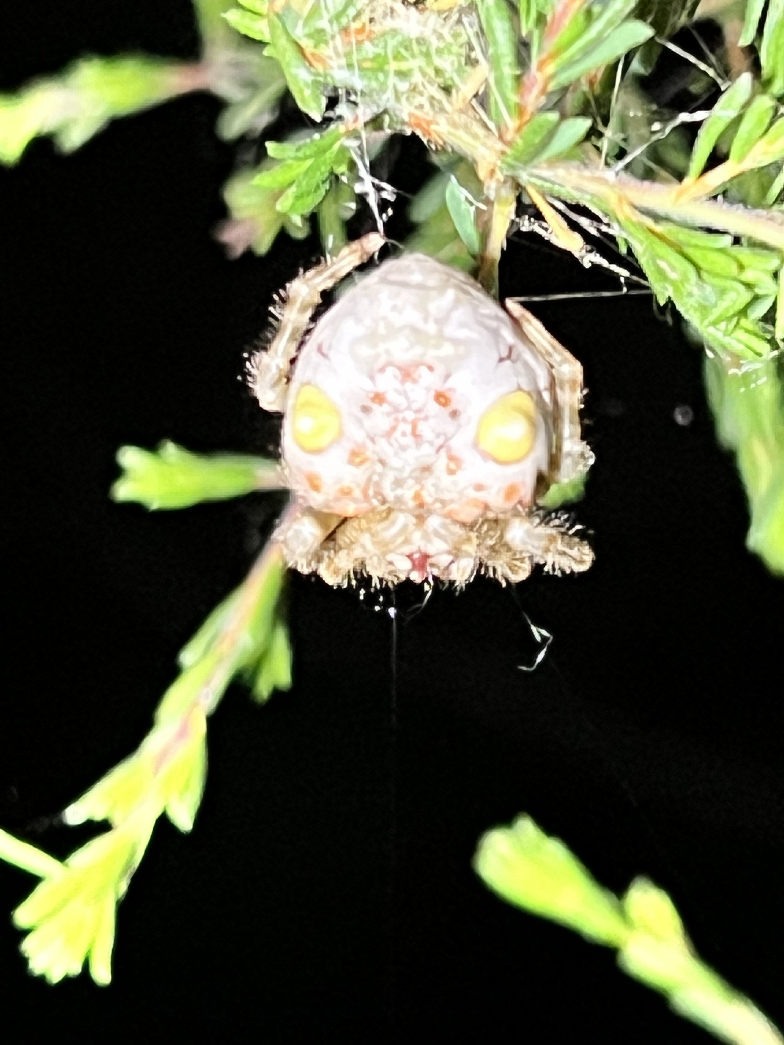 Ordgarius magnificus (Rainbow, 1897)