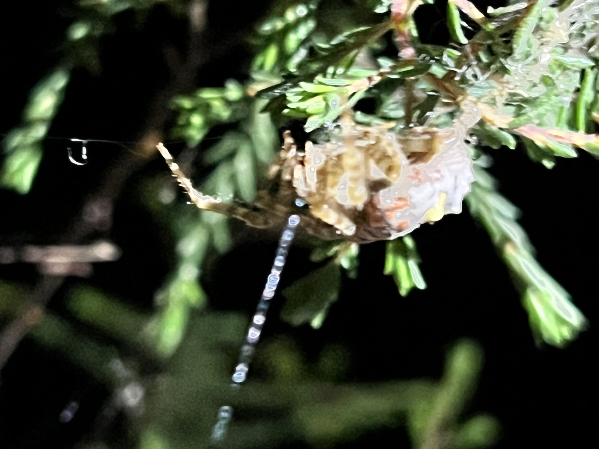 Ordgarius magnificus (Rainbow, 1897)