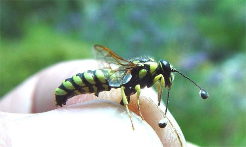 Pseudomasaris macswaini · iNaturalist