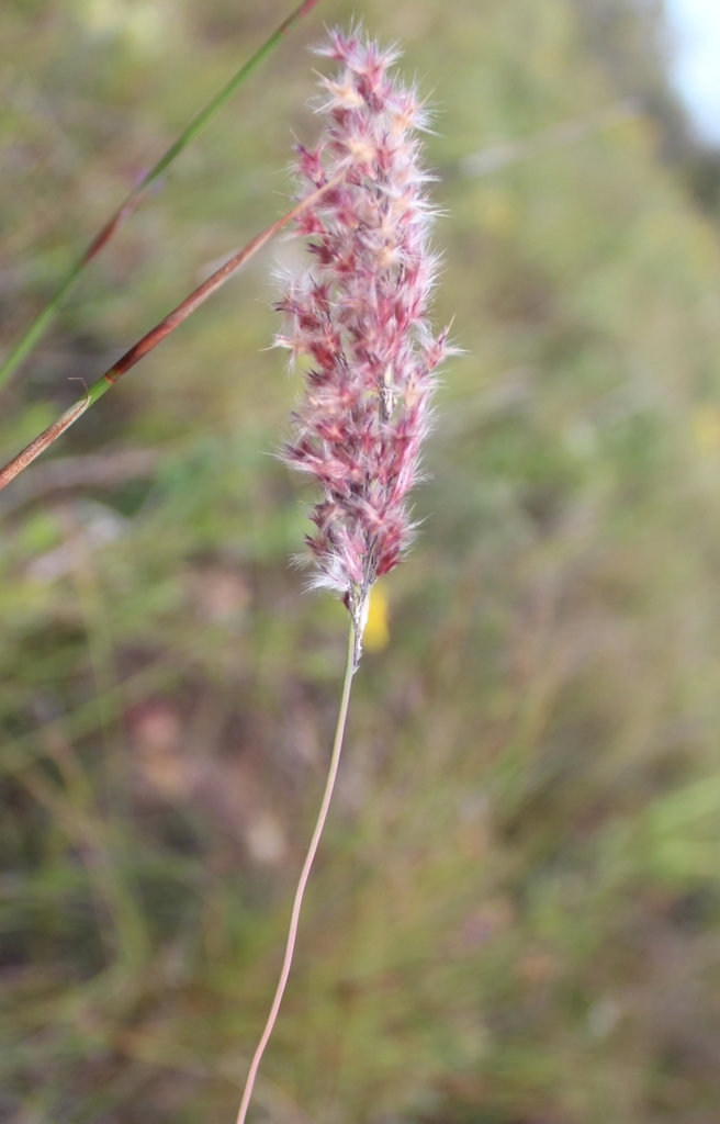 bristle-leaved red-top grass from Mossel Bay Local Municipality, South ...