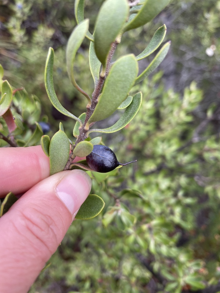 Mountain Pepper from Cradle Mountain-Lake St Clair National Park ...