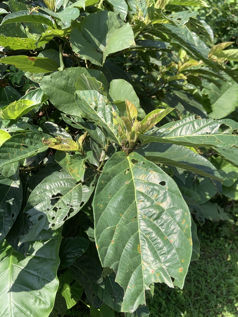 Milk Tree from Keelung, TW-TA, TW on May 10, 2023 at 09:14 AM by ...