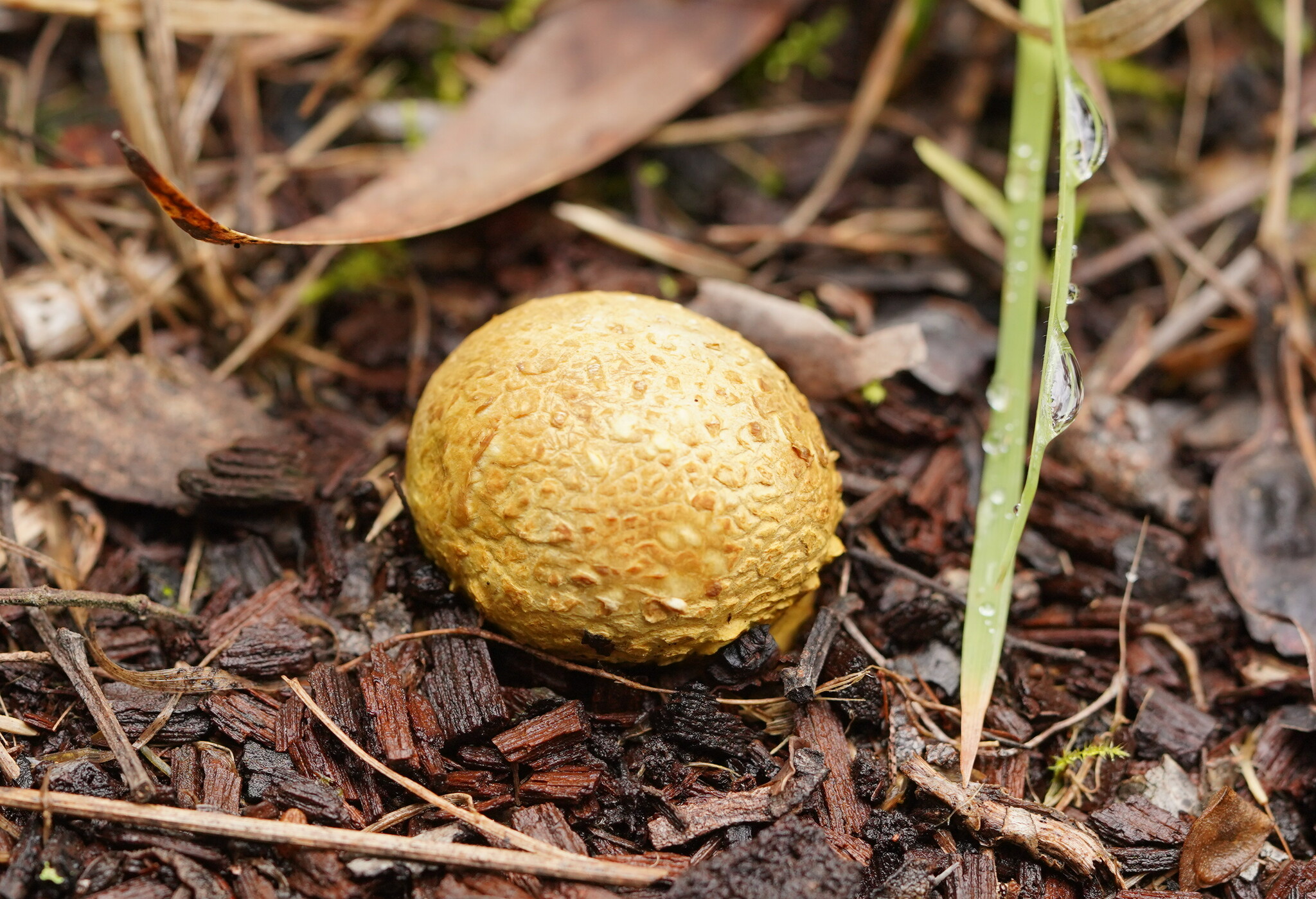 Scleroderma cepa Pers.