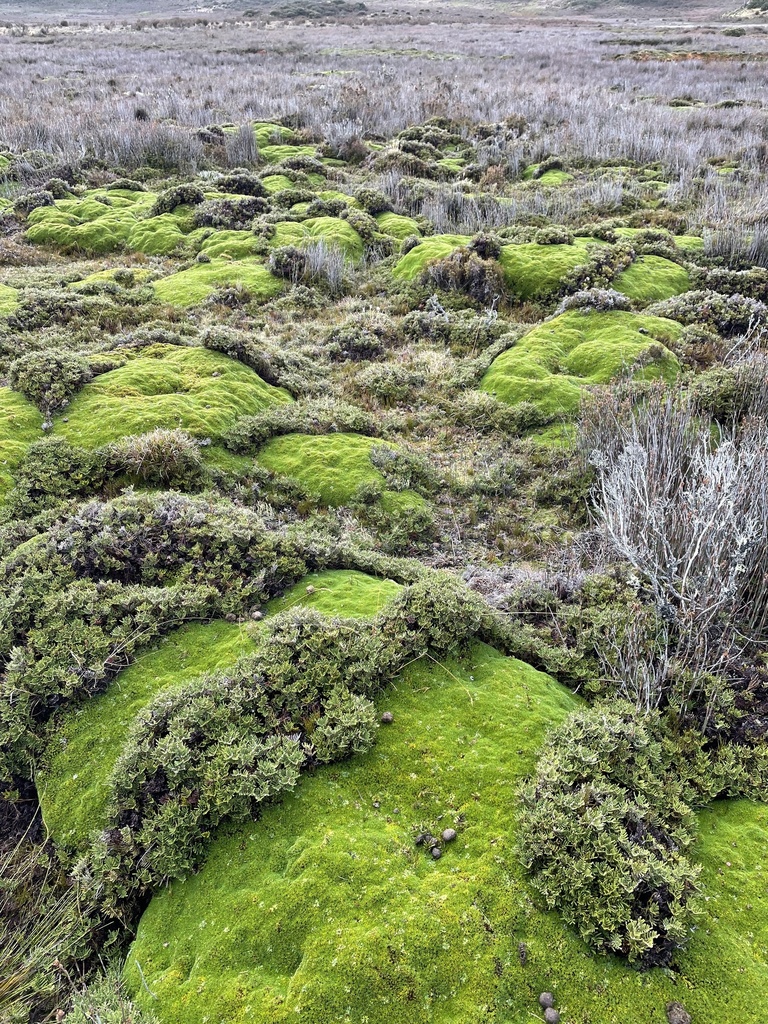 Something from Walls of Jerusalem National Park, Walls of Jerusalem ...