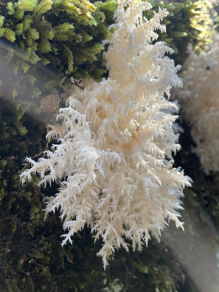 Coral tooth fungus from Lake Chisholm Forest Reserve, West Coast, TAS ...