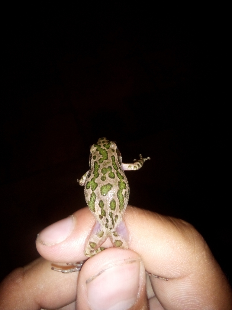 Spotted Chorus Frog from Rose Hill on May 10, 2023 at 03:52 AM by ...